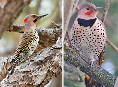 Birds of Acadia National Park (with sounds) - Avian Report