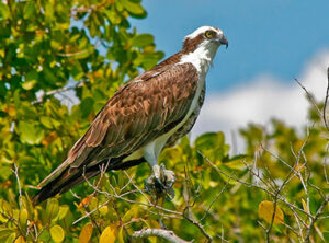 Birds of Acadia National Park (with sounds) - Avian Report
