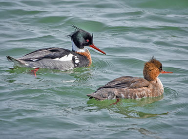 Birds of Acadia National Park (with sounds) - Avian Report