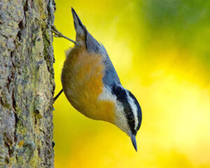 Birds of Acadia National Park (with sounds) - Avian Report