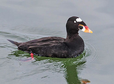 Birds of Acadia National Park (with sounds) - Avian Report