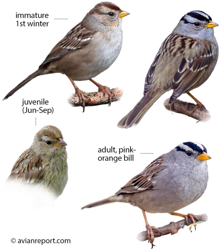 Identify 34 Bird Species that Visit Backyard Feeders in Washington State