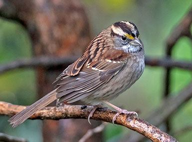 Birds of Acadia National Park (with sounds) - Avian Report
