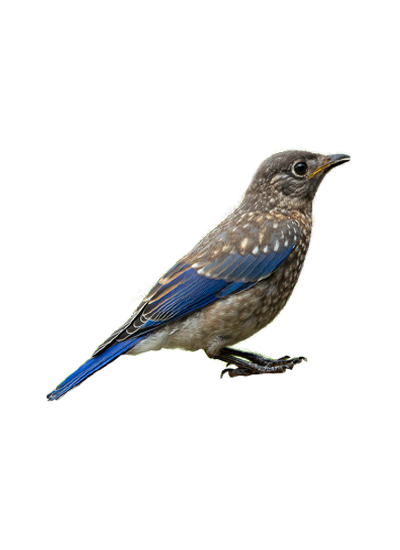 Song and Calls of the Eastern Bluebird