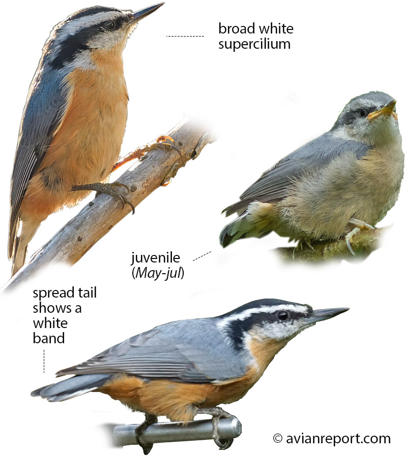 Birds that Visit Backyard Bird Feeders in Colorado: An ID Guide