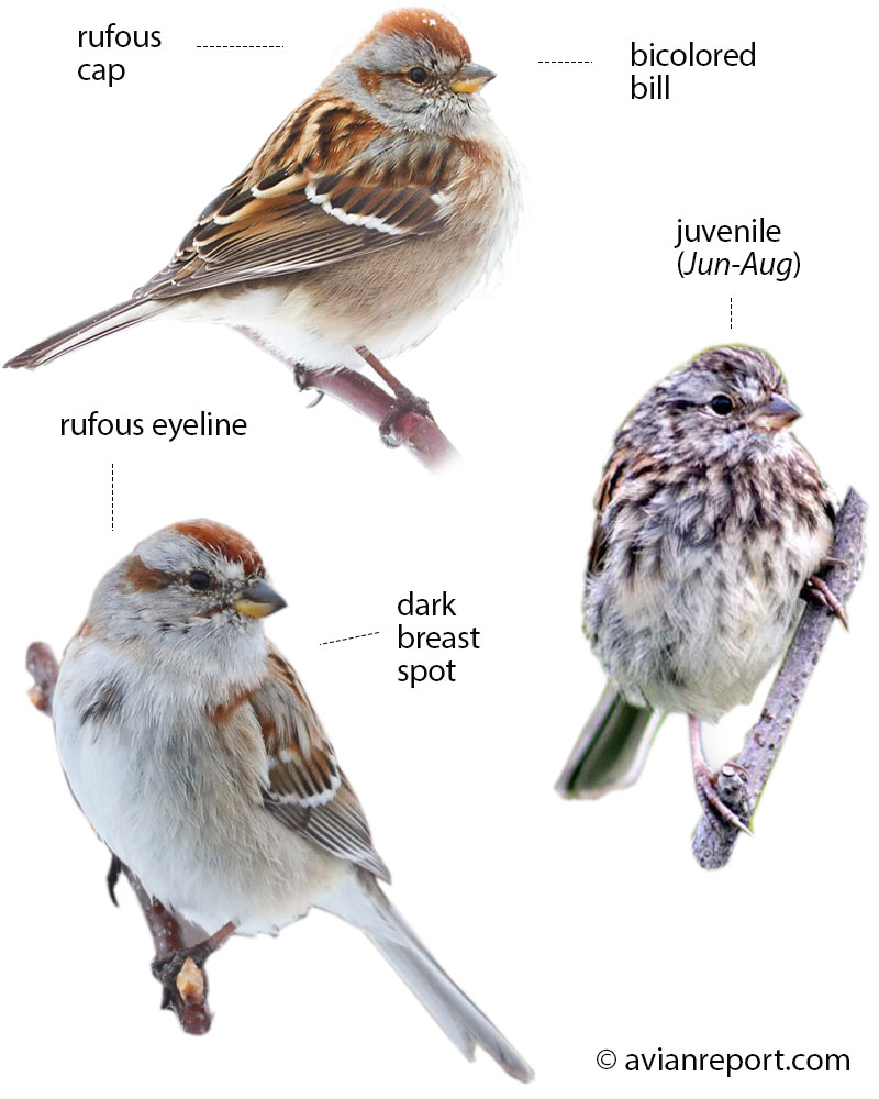 58 New Hampshire Backyard Feeder Birds: ID & Sound Guide - Avian Report