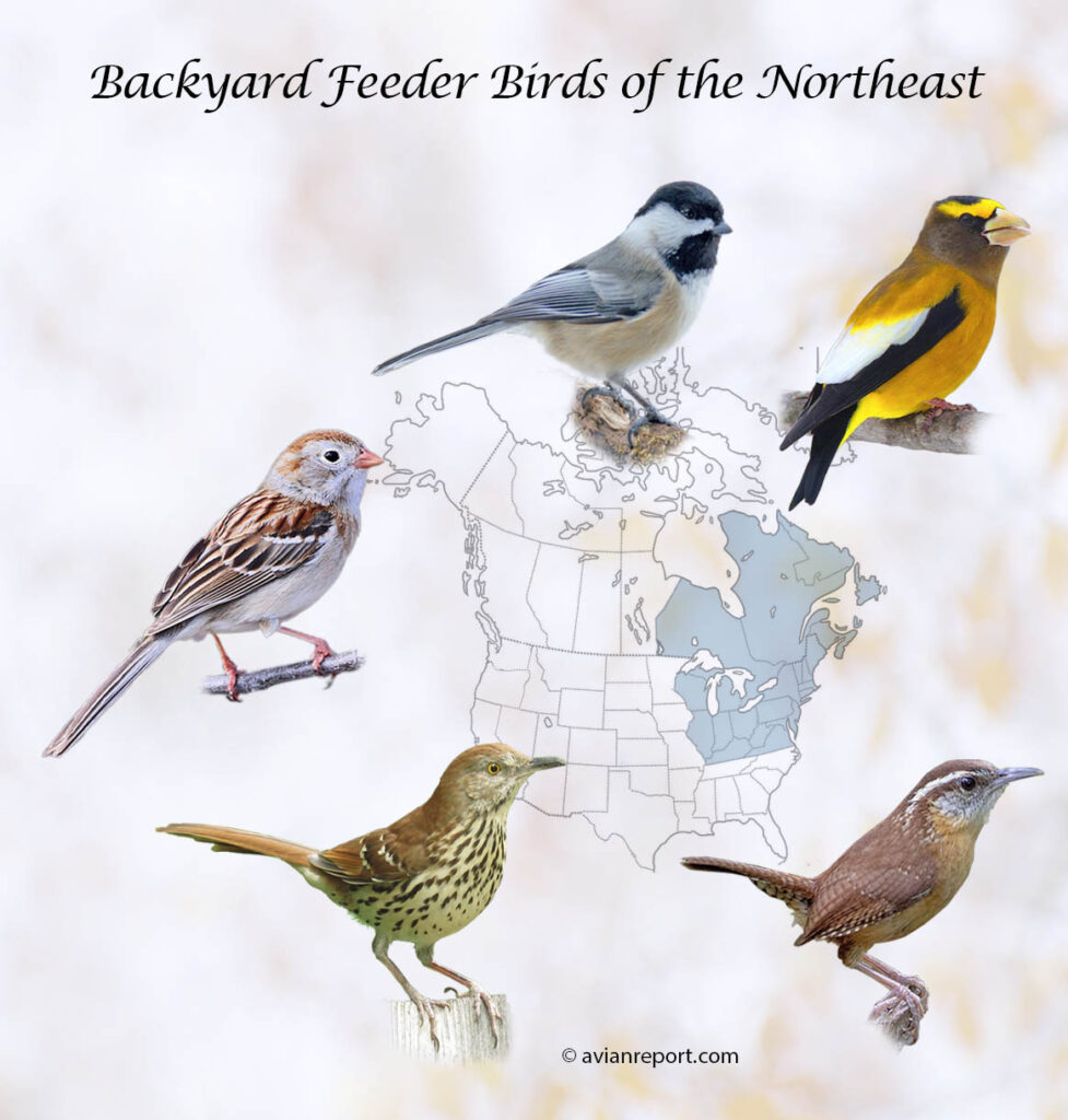 41 Backyard Feeders Birds of the Northeast: The Definitive Guide