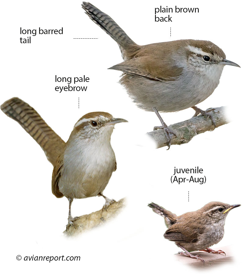 Identify 25 Bird Species Visiting Backyard Feeders in Arizona - Avian ...