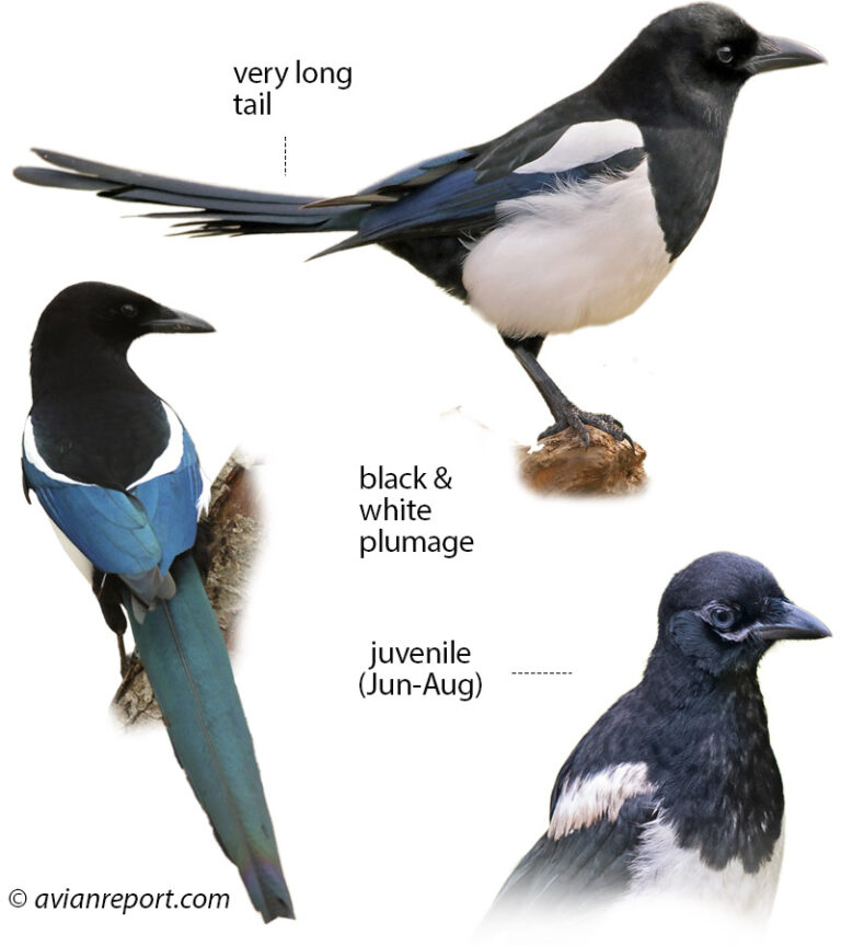 British Columbia Backyard Feeder Birds: The Definitive Guide