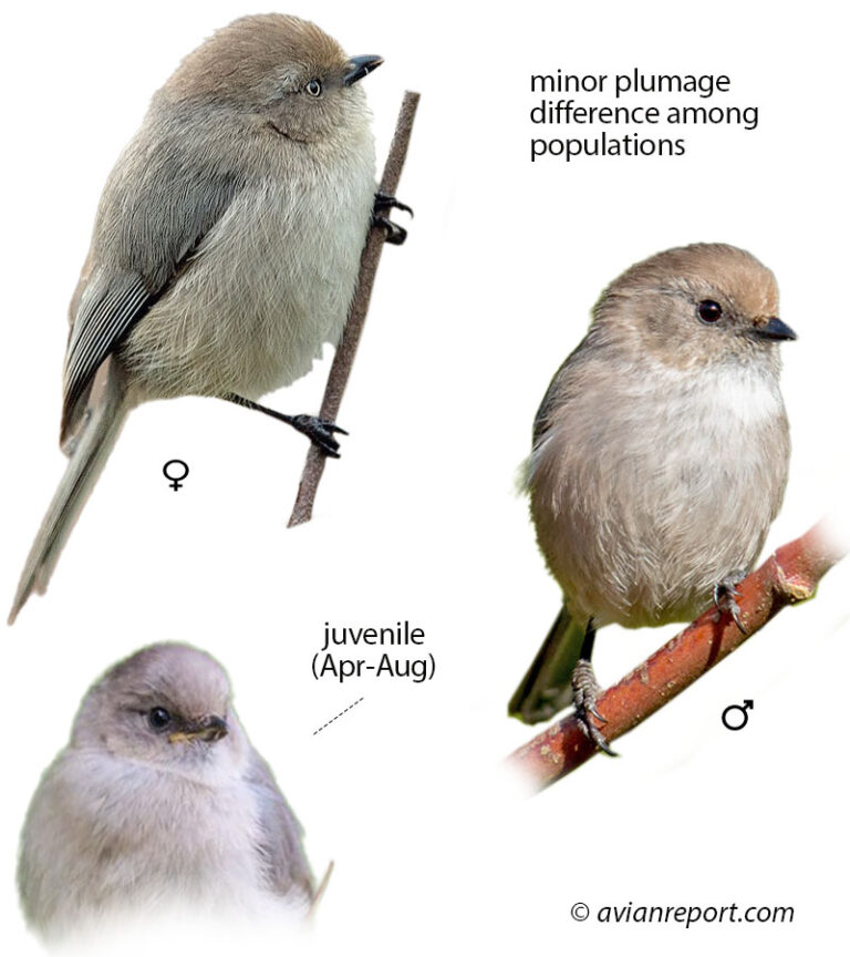 Birds that Visit Backyard Bird Feeders in Colorado: An ID Guide