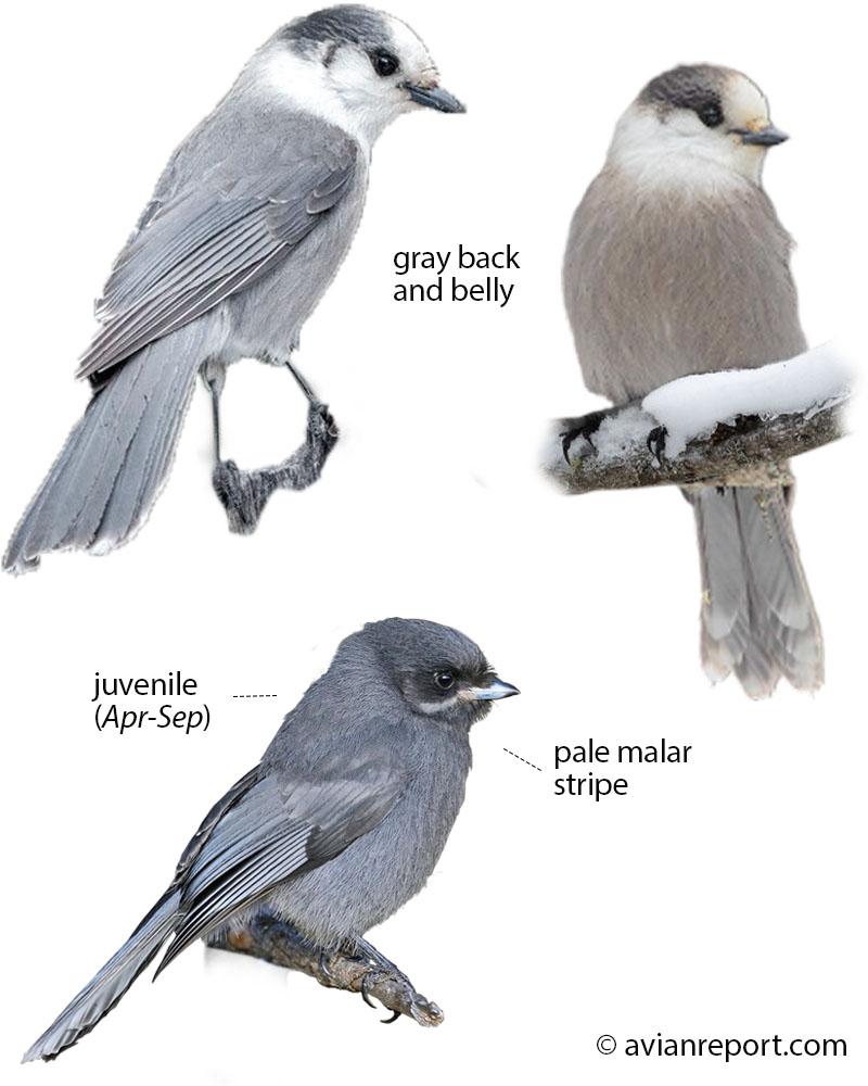 Identify 37 Birds Visiting Backyard Feeders in Central USA-Canada