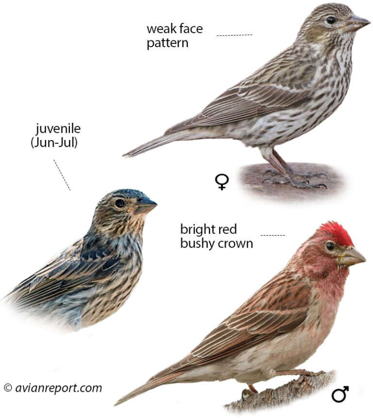 Birds that Visit Backyard Bird Feeder in the State of Nevada