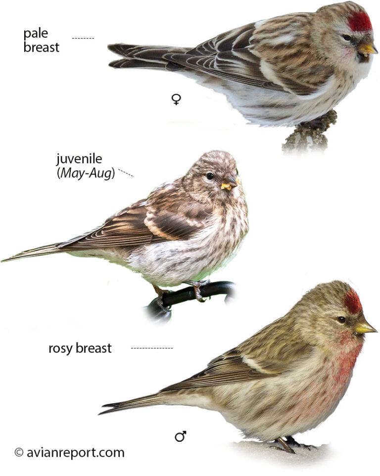 Identify 34 Bird Species that Visit Backyard Feeders in Washington State