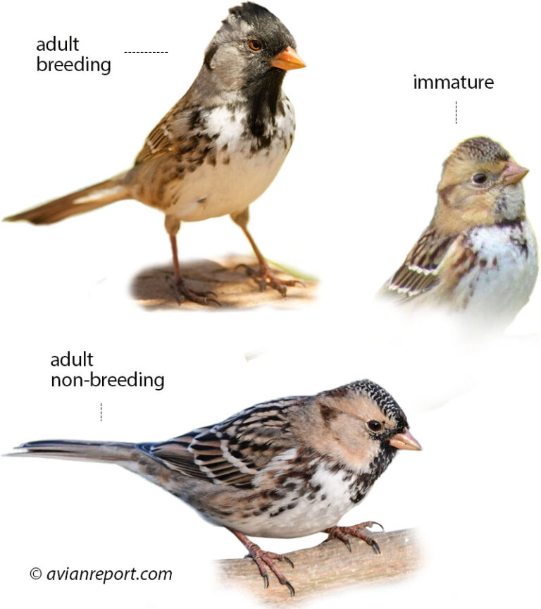 Identify the 30 Bird Species that Visit Backyard Feeders in the State ...