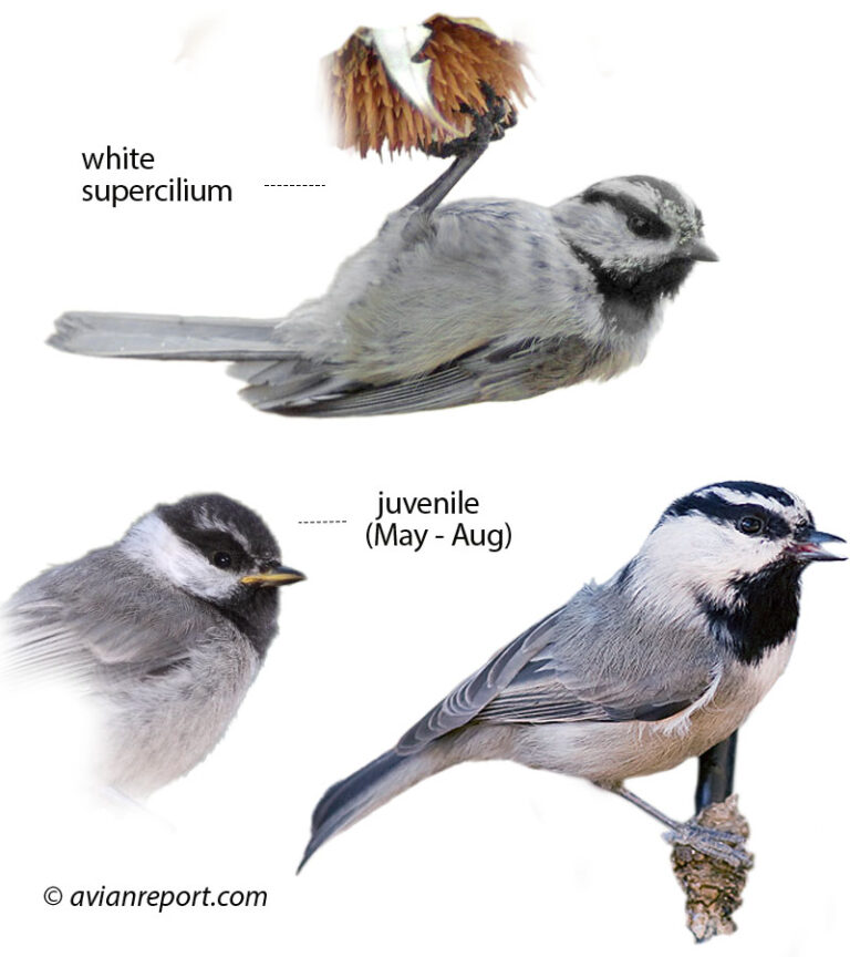 Birds that Visit Backyard Bird Feeders in Colorado: An ID Guide