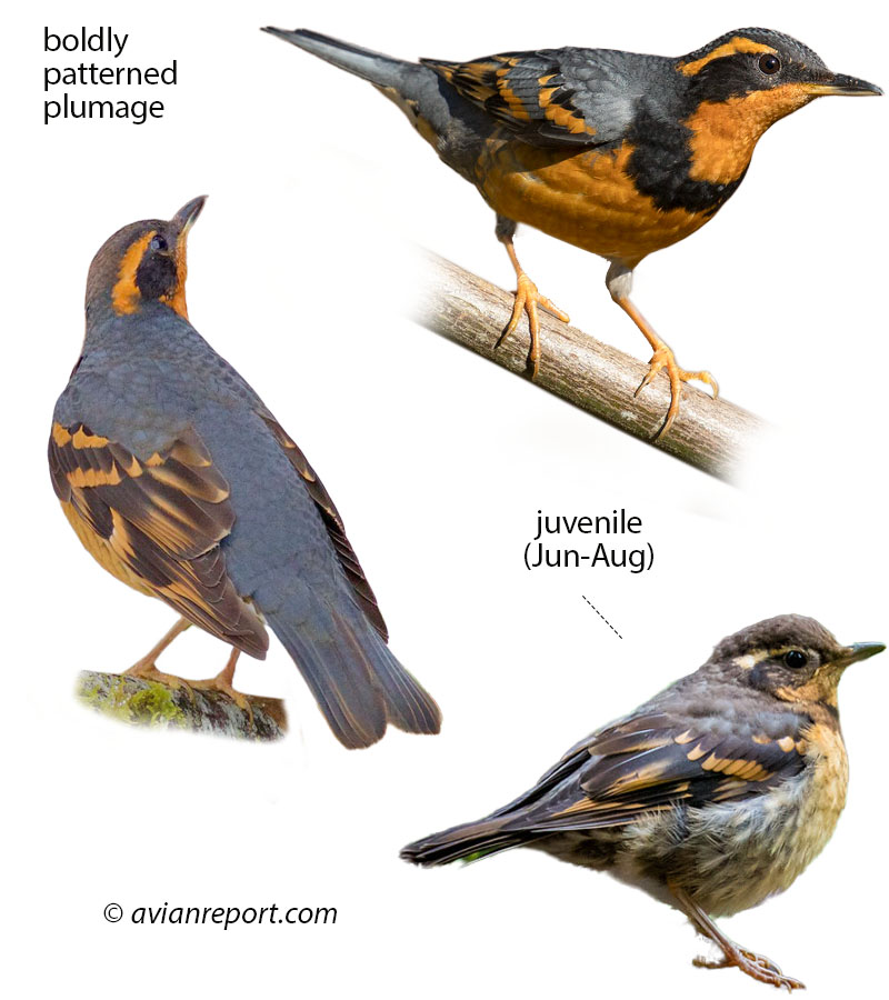 Washington State Backyard Feeder Birds: The Definitive Guide
