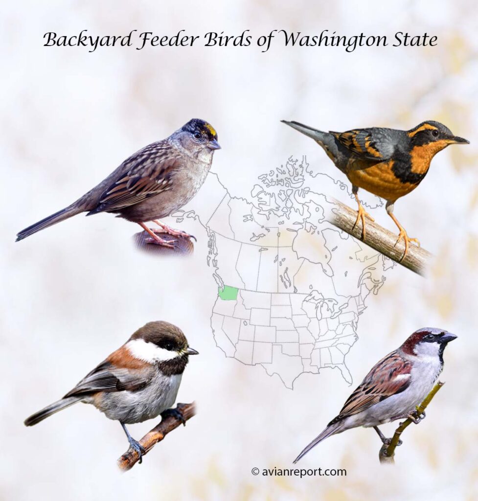 Identify 34 Bird Species that Visit Backyard Feeders in Washington State