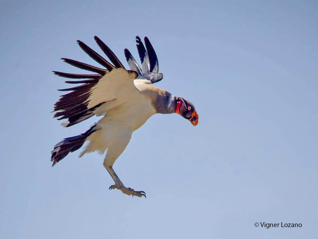 A Few Little Known Facts About the King Vulture - Avian Report