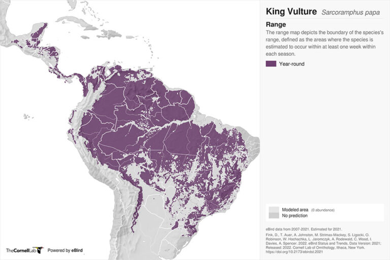 Where Does the King Vulture Live?