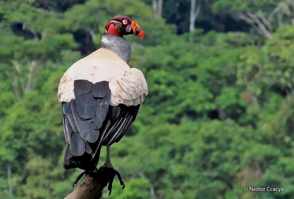 Where Does the King Vulture Live?