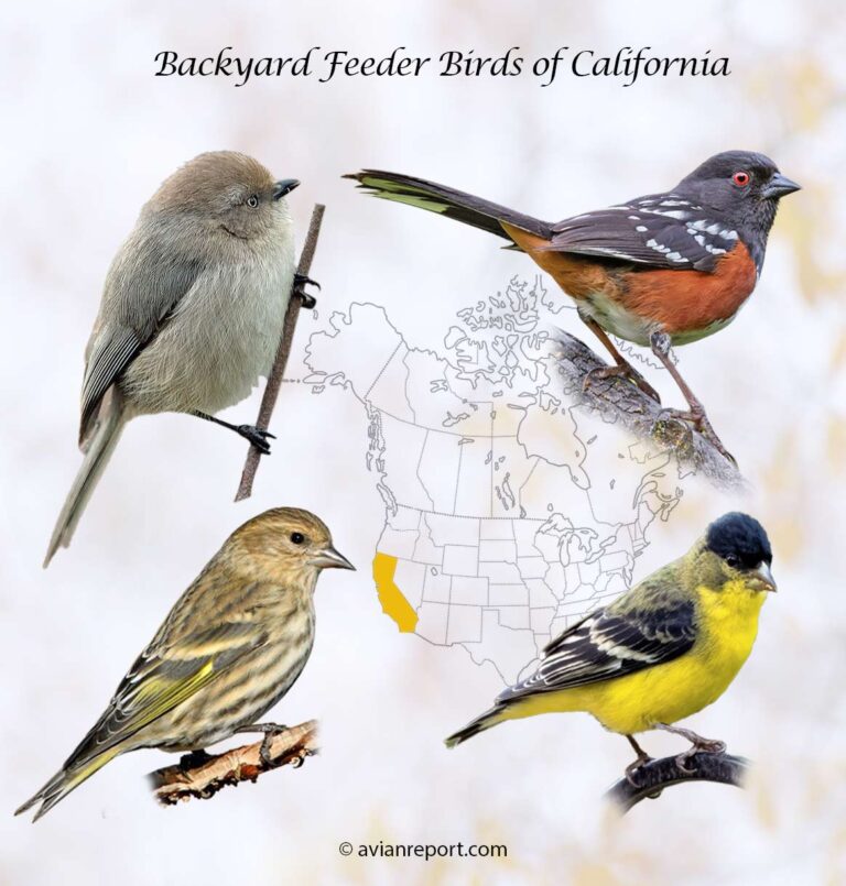 Identify 28 Bird Species that Visit Backyard Feeders in California
