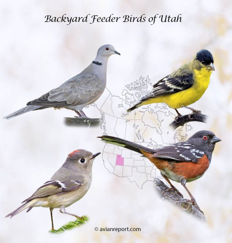 Identify 30 Bird Species that Visit Backyard Feeders in Utah