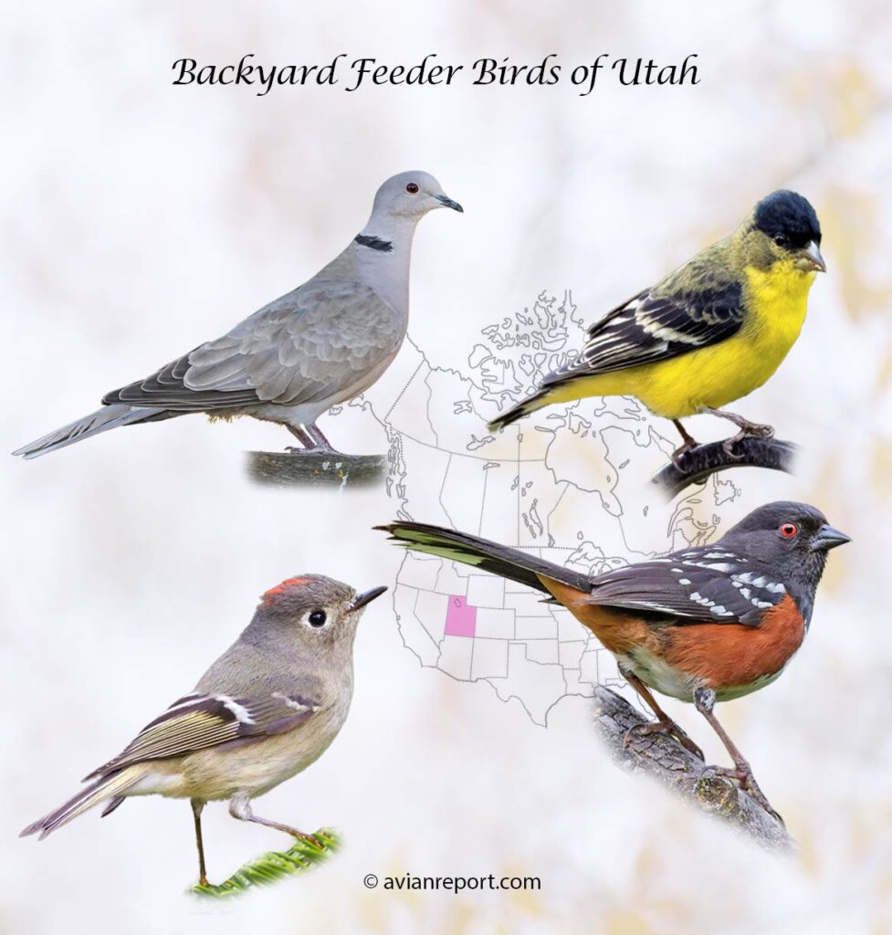 Identify 30 Bird Species that Visit Backyard Feeders in Utah
