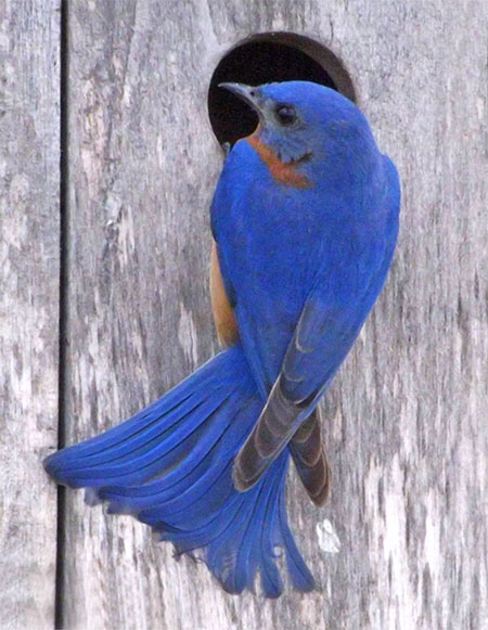 Eastern Bluebird