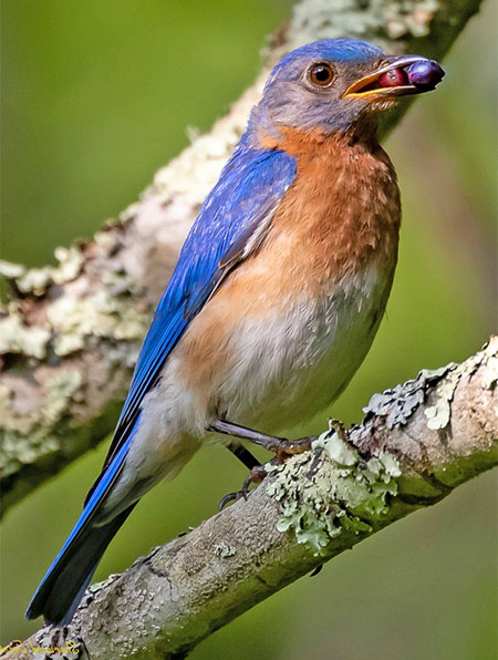 Eastern Bluebird