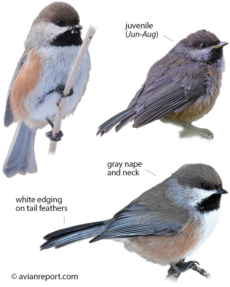Backyard Feeder Birds in Alberta: The Definitive Guide