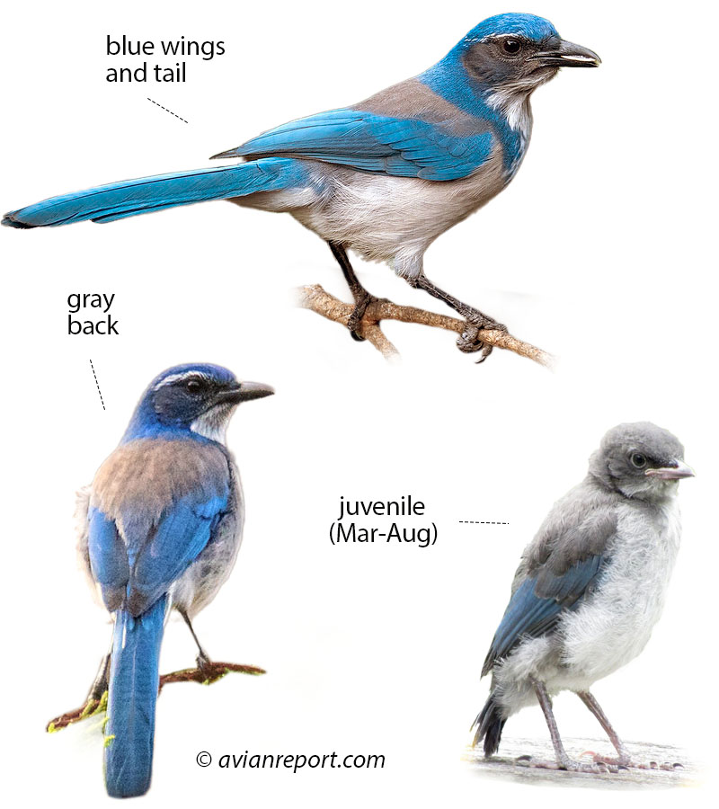 Identify 28 Bird Species that Visit Backyard Feeders in Nevada