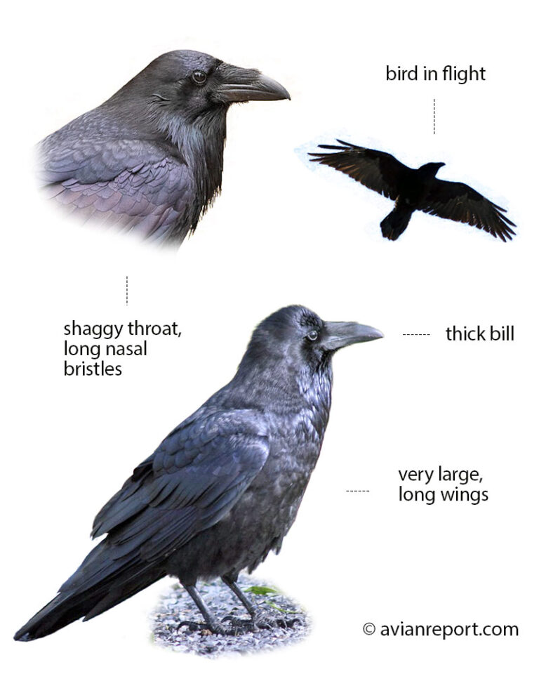 Identify 25 Bird Species Visiting Backyard Feeders in Arizona - Avian ...