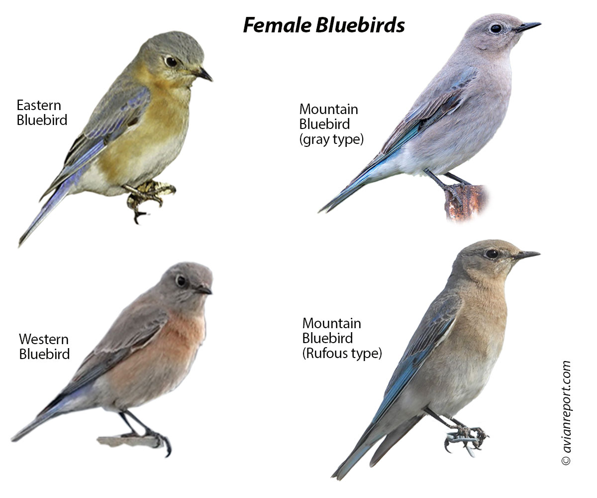 Mountain Bluebird Female: Plumage, ID Pictures, and Behavior