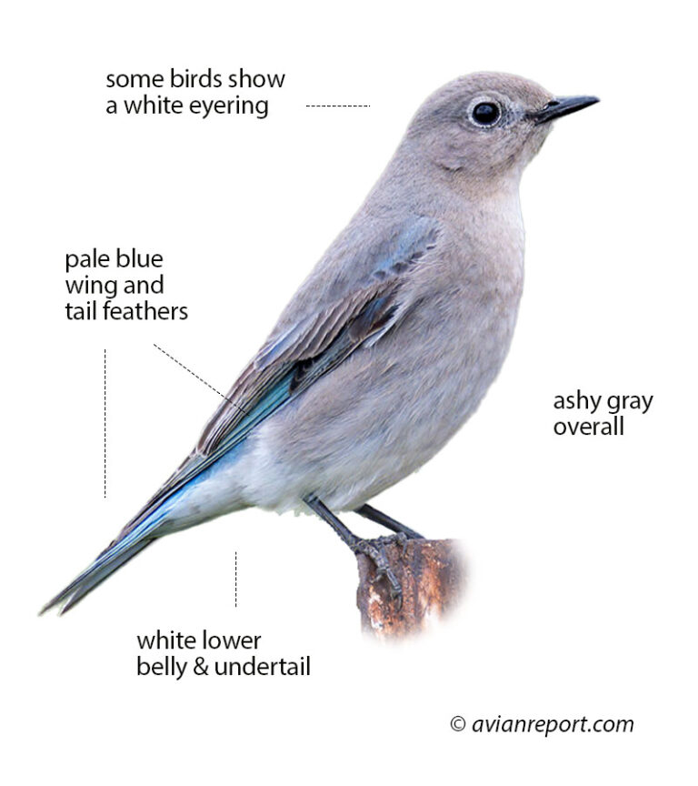 Mountain Bluebird Female: Plumage, ID Pictures, and Behavior