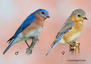Eastern Bluebird