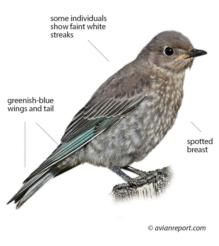 Mountain Bluebird Female: Plumage, ID Pictures, and Behavior