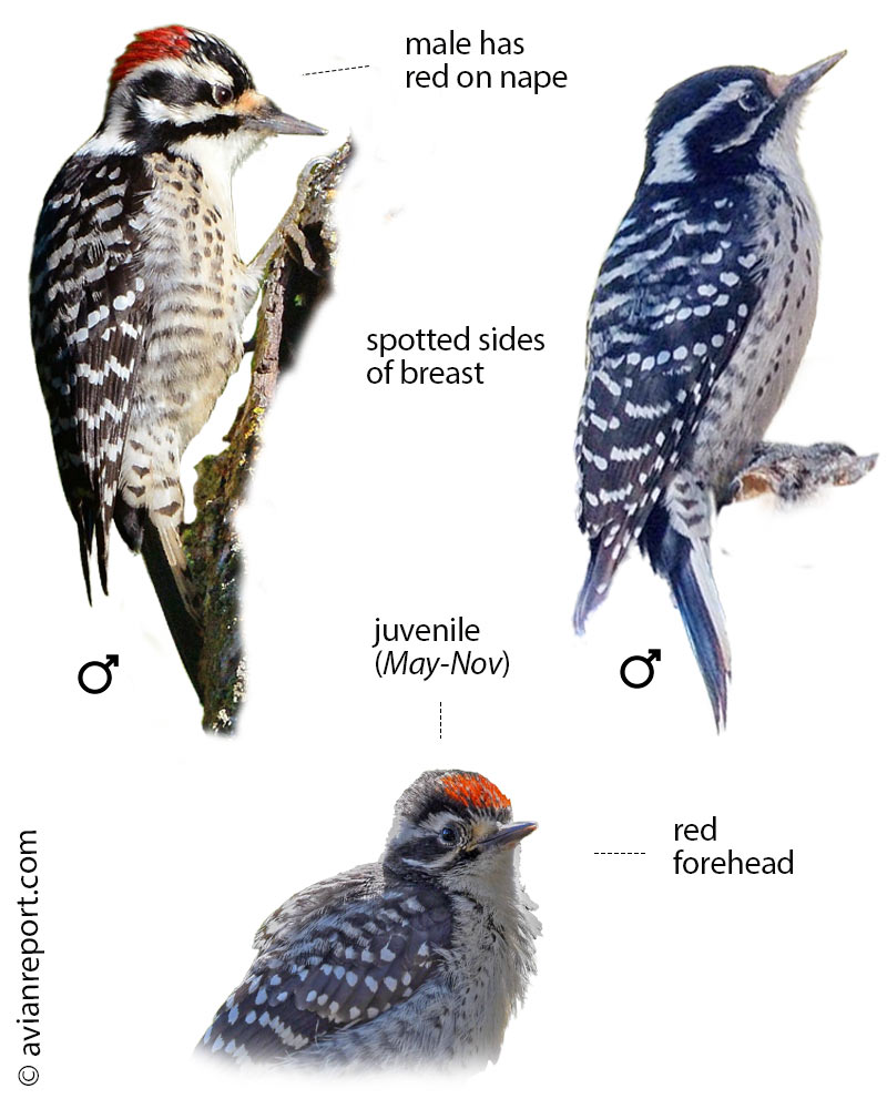 Woodpeckers of the Southwest: A Comprehensive ID Guide - Avian Report