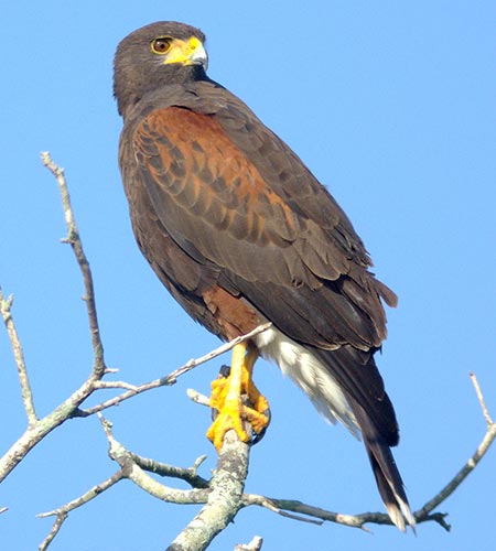 What do North American Birds of Prey Eat? - Avian Report