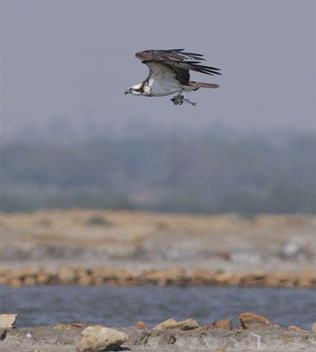 What do North American Birds of Prey Eat? - Avian Report