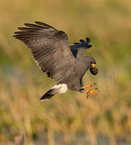 What do North American Birds of Prey Eat? - Avian Report