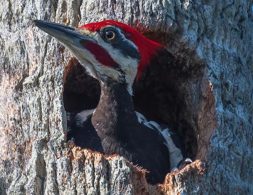 American Kestrel Nest: Characteristics, Location, & Use - Avian Report