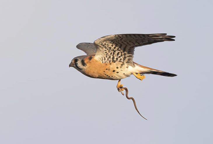 American Kestrel Diet: What Does This Tiny Bird of Prey Eat? - Avian Report