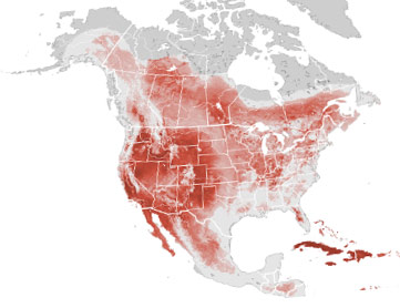 American Kestrel Breeding Season: Courtship Display, and Mating - Avian ...