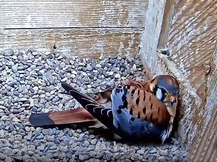 American kestrel Eggs: Physical Characteristics, Clutch Size, & Incubation