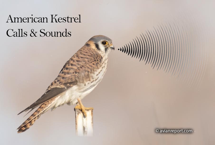 American Kestrel Calls and Sounds - Avian Report