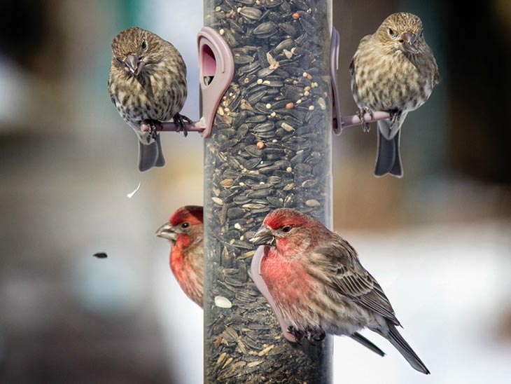 Understanding Backyard Bird Diseases: A Comprehensive Guide - Avian Report