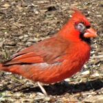 All About House Finch Eye Disease: A Guide for Backyard Birders - Avian ...