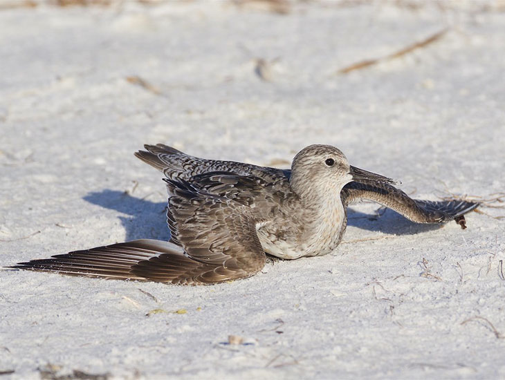 All About Avian Trichomoniasis: Protecting Our Backyard Birds - Avian ...