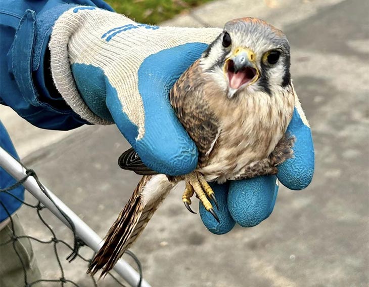 Baby American Kestrels: Growth, Fledging, & Dispersal