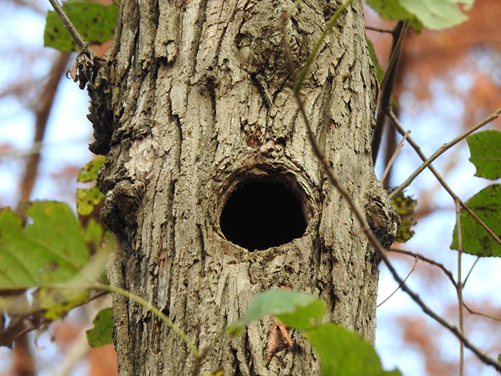 Unveiling the key Elements of the American Kestrel Habitat - Avian Report